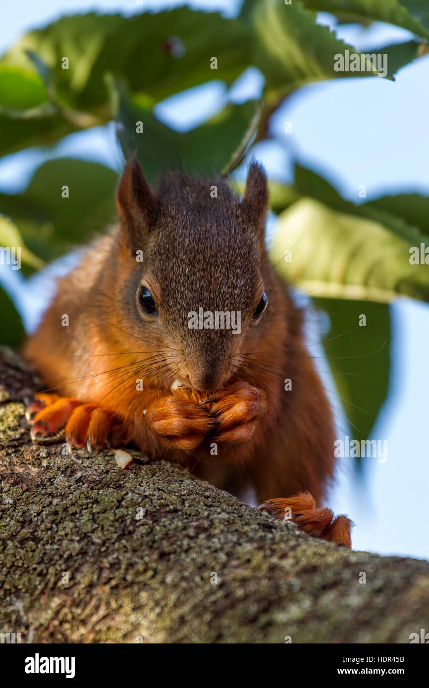 Red squirrel standing on the tree and eating Stock Photo - Alamy