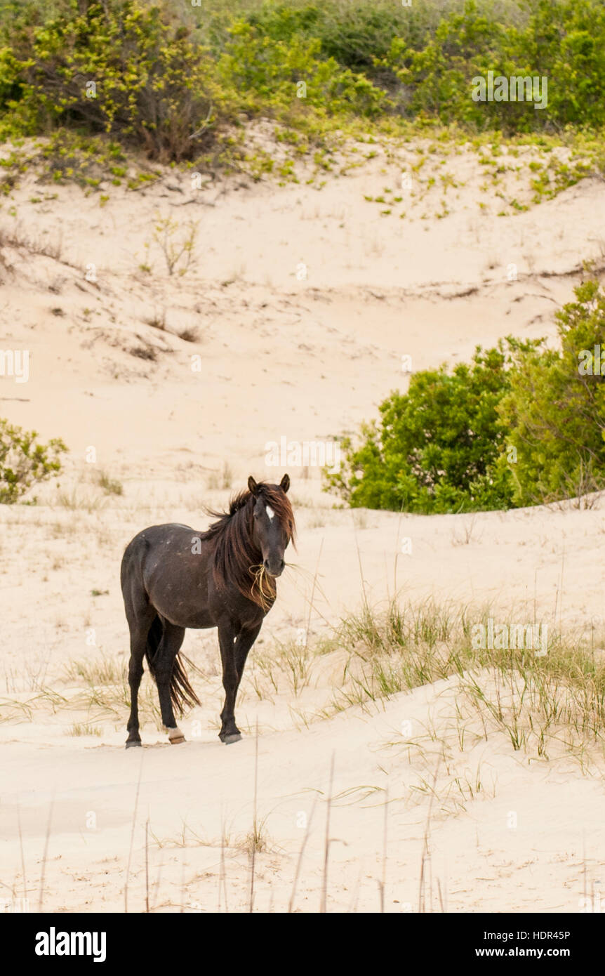 Wild mustangs or banker horses (Equus ferus caballus) in Currituck ...