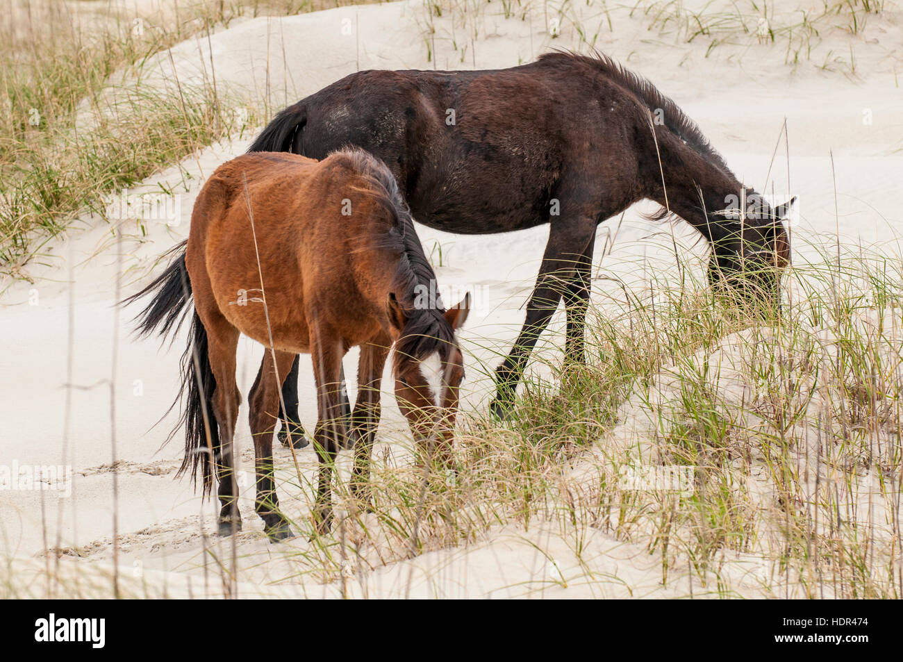 Wild mustangs or banker horses (Equus ferus caballus) in Currituck ...