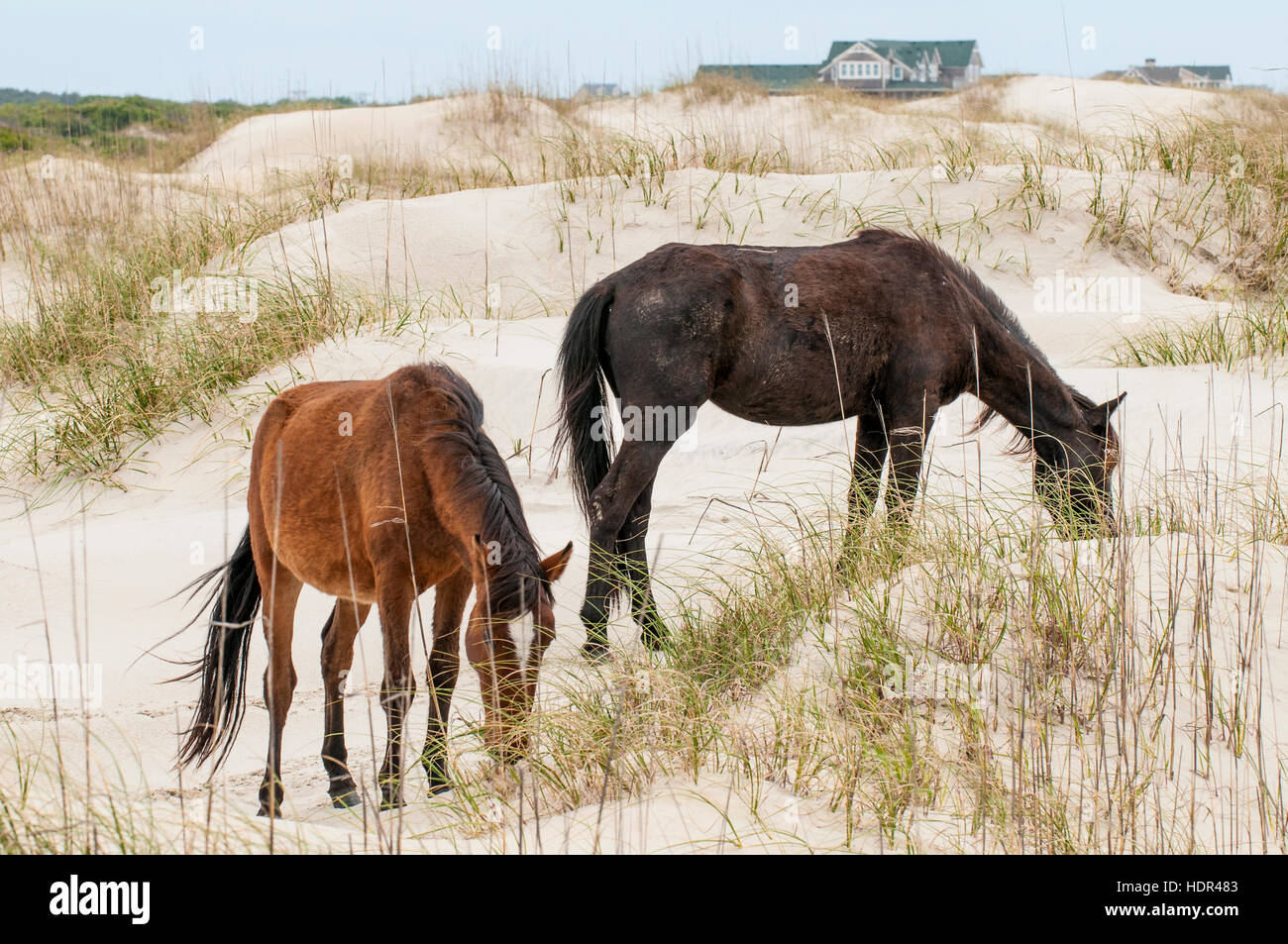 Wild mustangs or banker horses (Equus ferus caballus) in Currituck ...