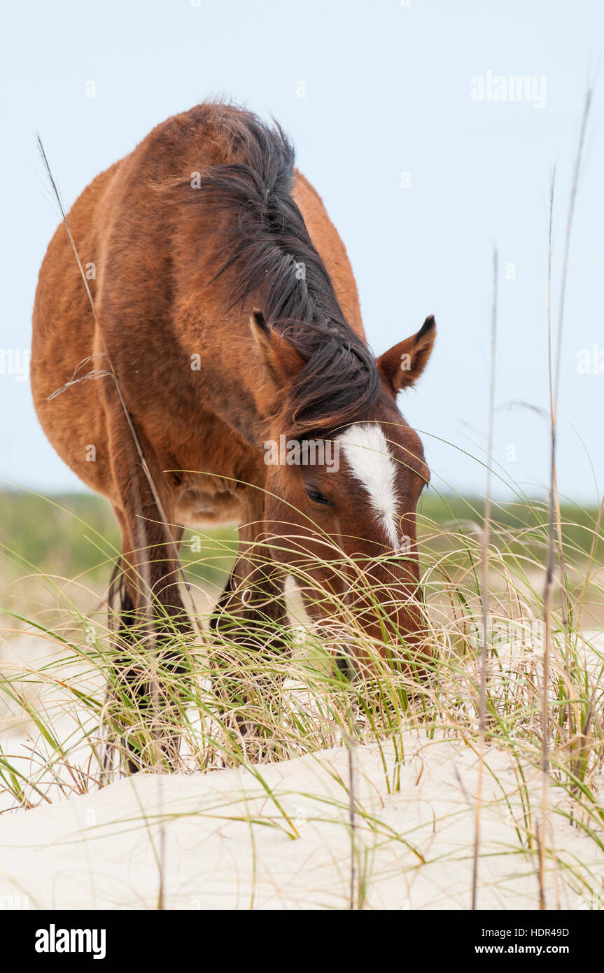 Currituck national wildlife refuge hi-res stock photography and images ...