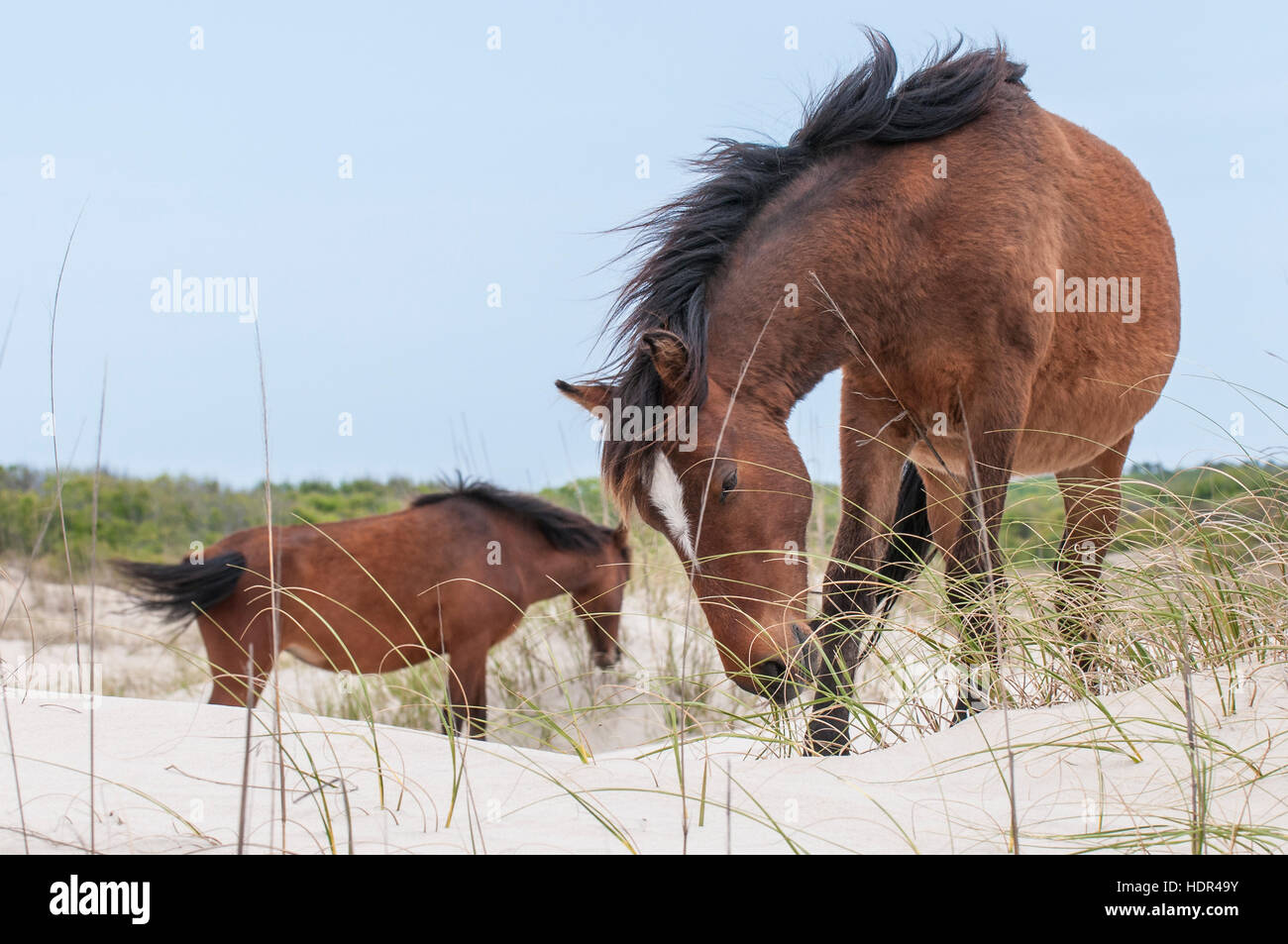 Wild mustangs or banker horses (Equus ferus caballus) in Currituck ...