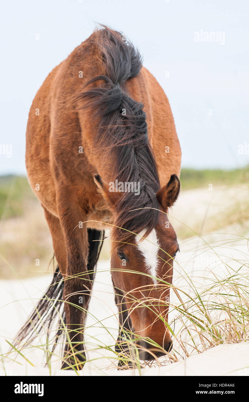 Wild mustangs or banker horses (Equus ferus caballus) in Currituck ...
