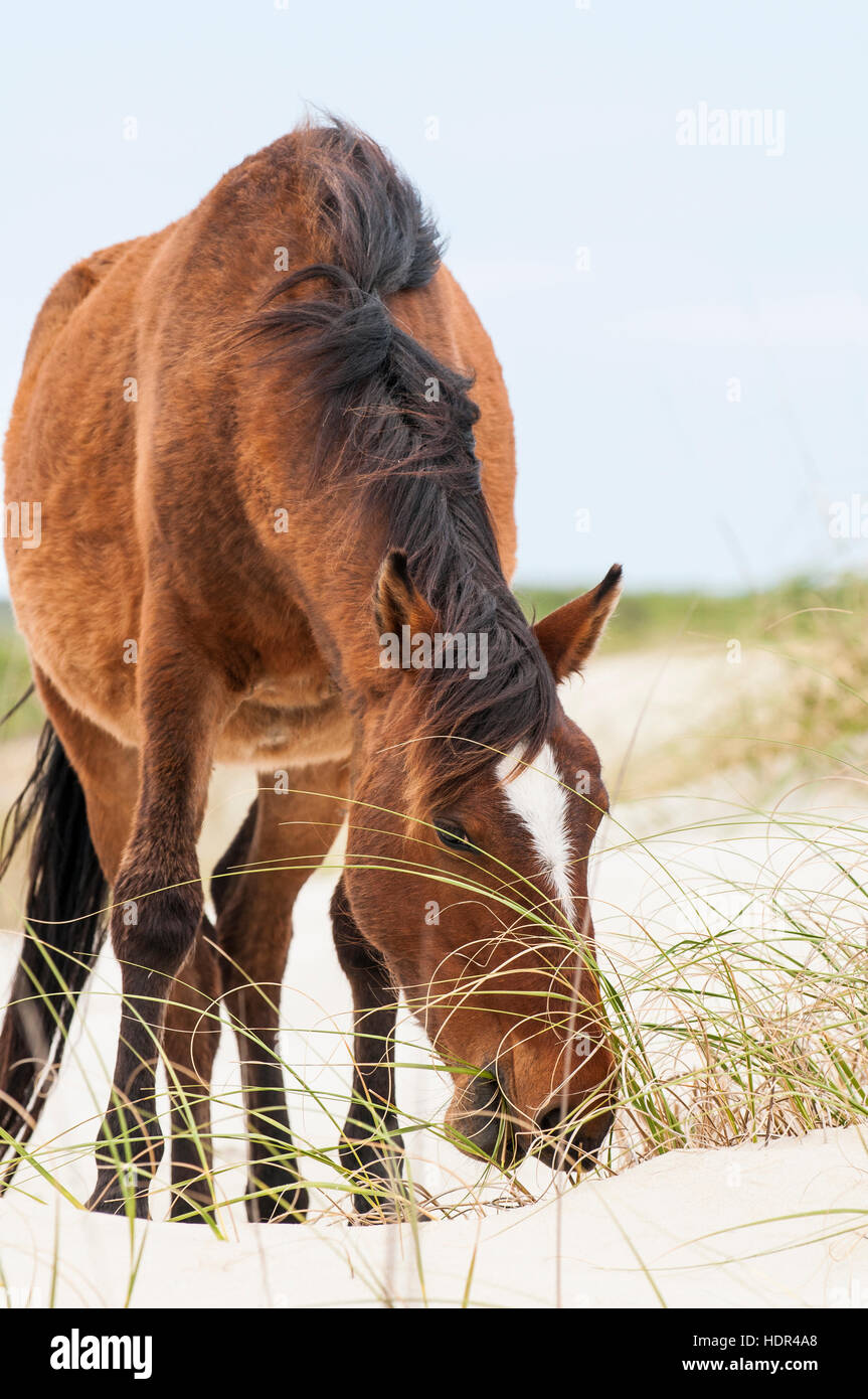 Currituck national wildlife refuge hi-res stock photography and images ...