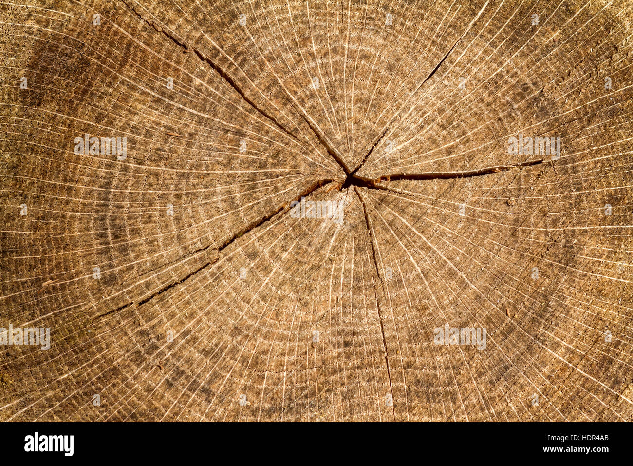 Cross section log texture Stock Photo - Alamy