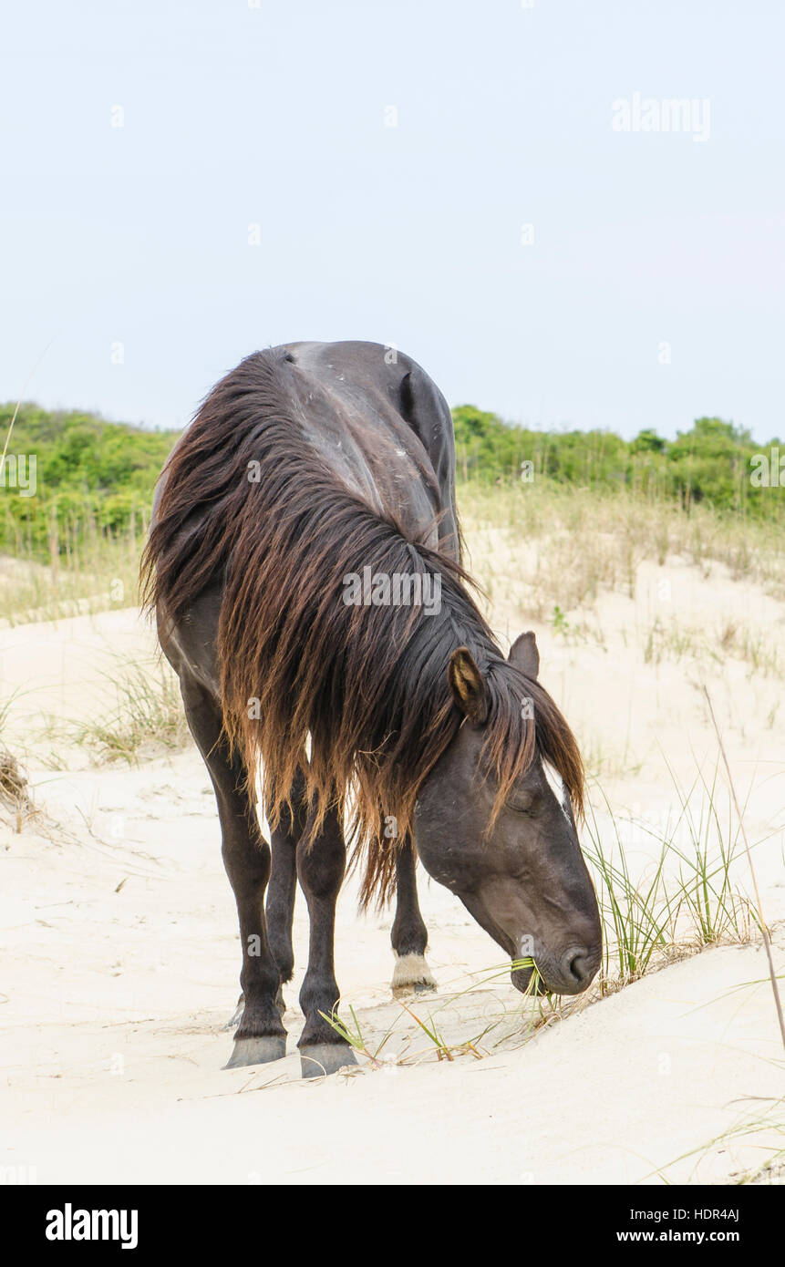 Currituck national wildlife refuge hi-res stock photography and images ...