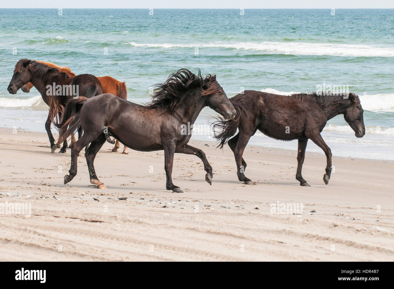Currituck wildlife refuge hi-res stock photography and images - Alamy