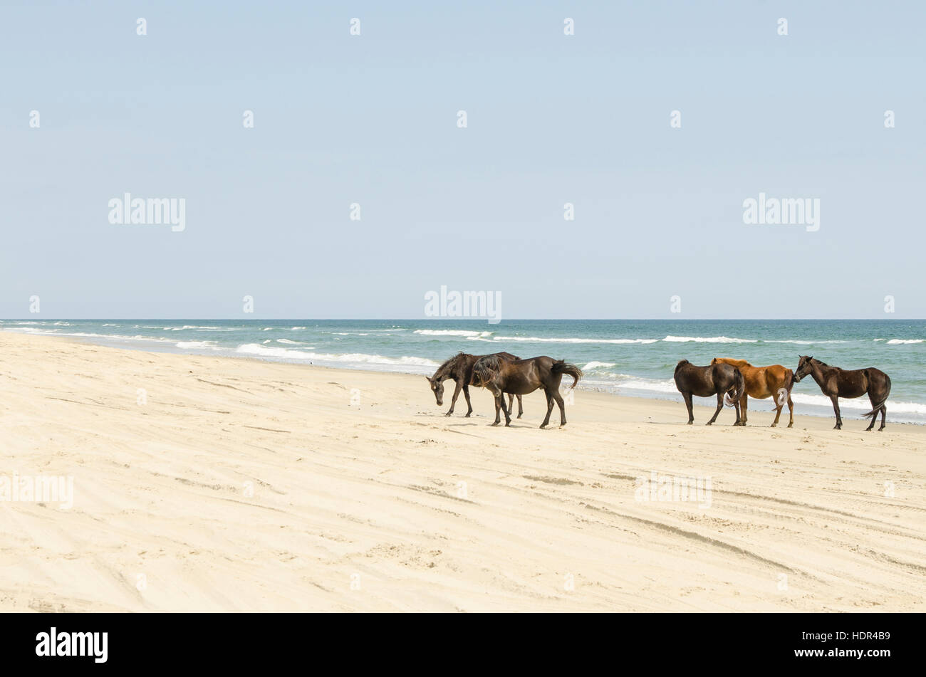 Wild mustangs or banker horses (Equus ferus caballus) in Currituck ...