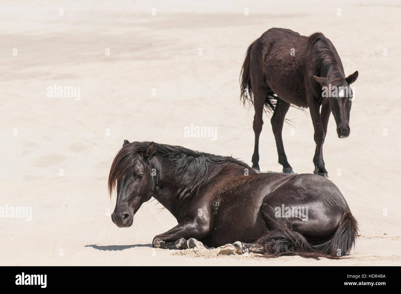 Wild mustangs or banker horses (Equus ferus caballus) in Currituck ...