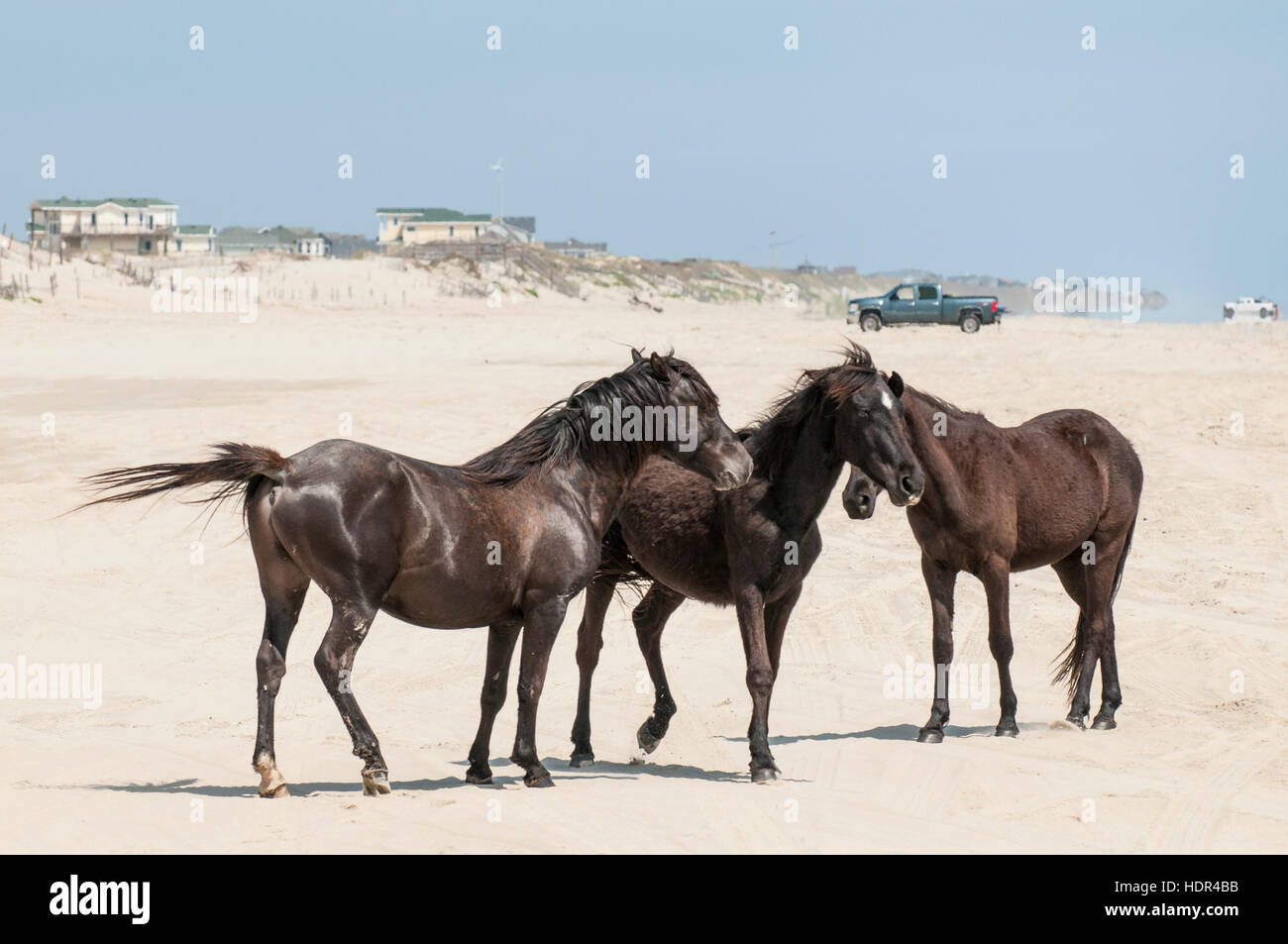 Banker horse hi-res stock photography and images - Alamy