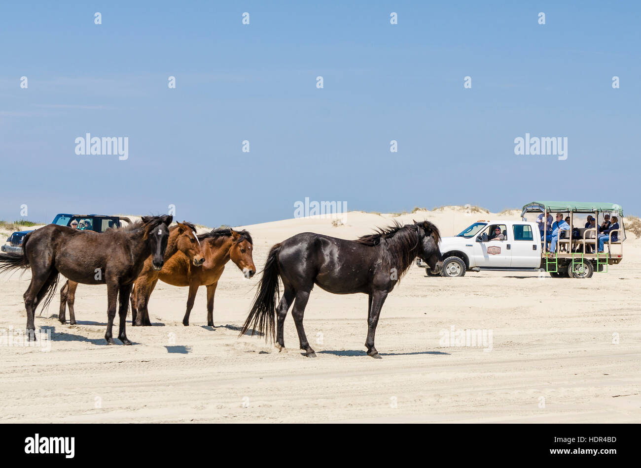 Outer banks wild horse tour hi-res stock photography and images - Alamy