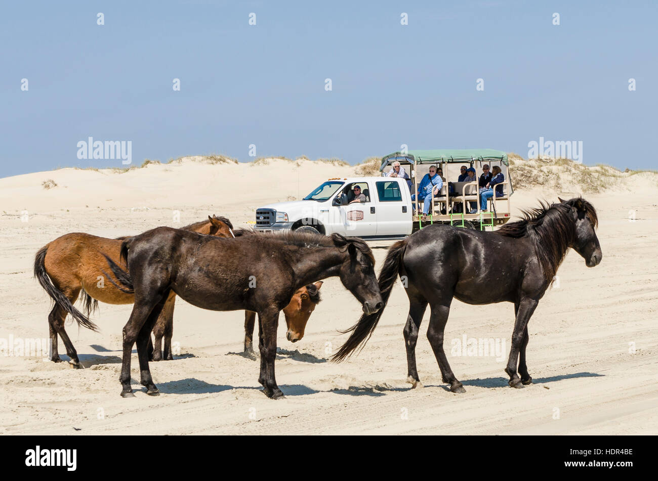 Wild mustangs or banker horses (Equus ferus caballus) in Currituck ...