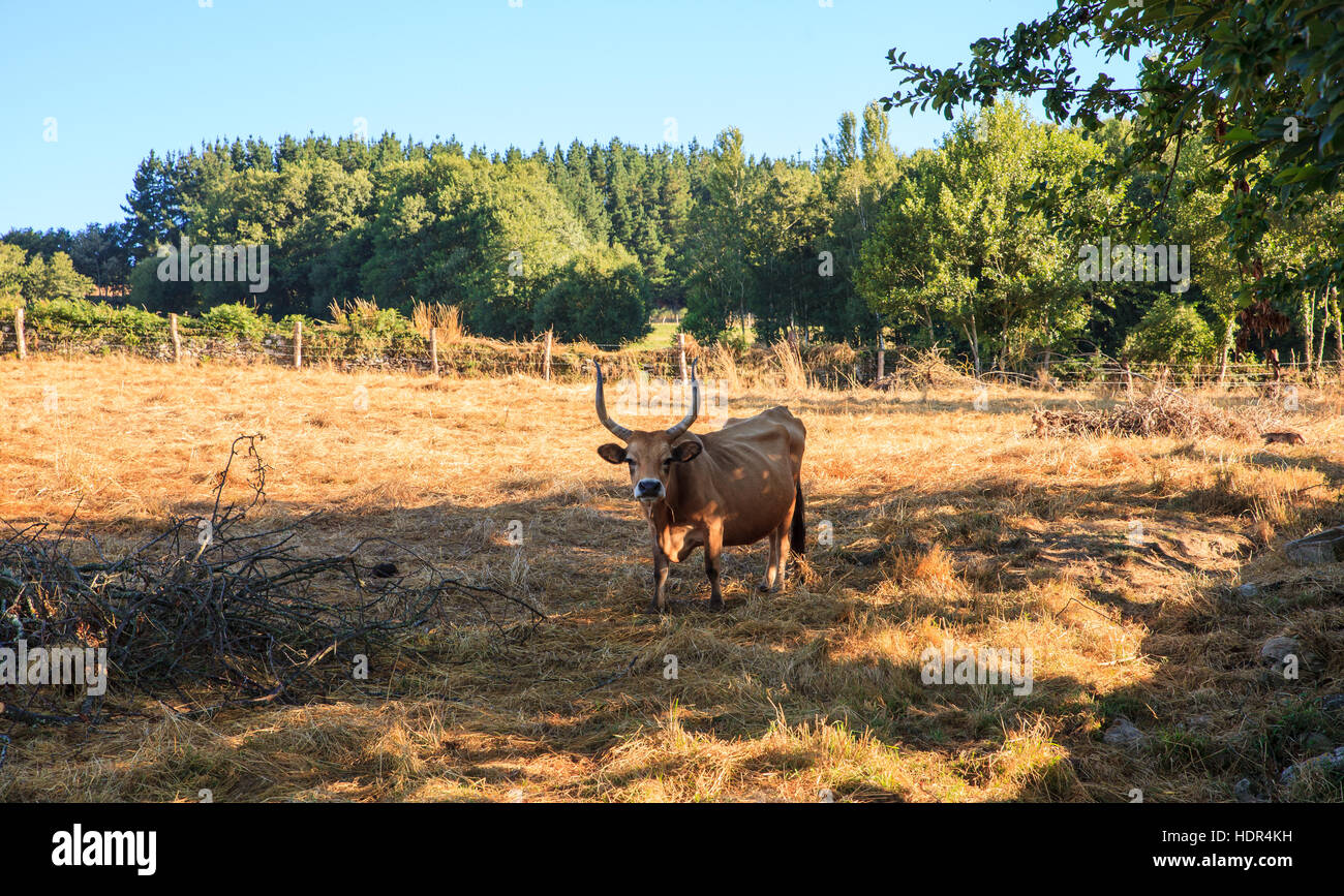The cows grazing in the spanish countryside Stock Photo - Alamy