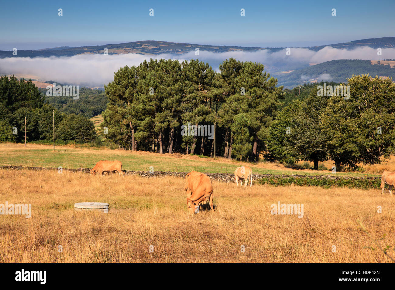 The cows grazing in the spanish countryside Stock Photo - Alamy