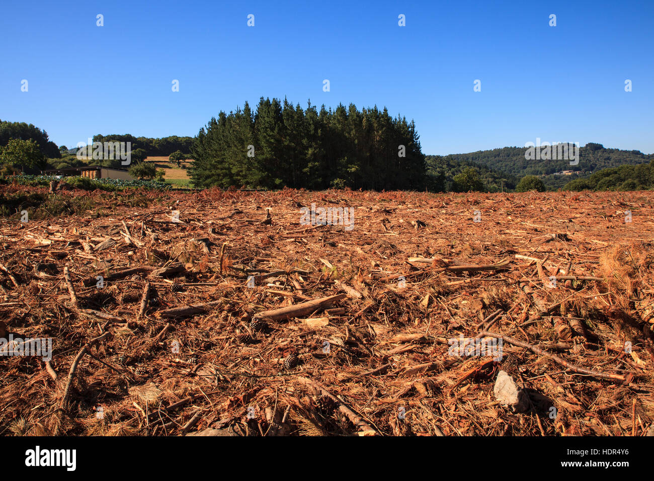 View of the deforestation in the spanish forest Stock Photo - Alamy