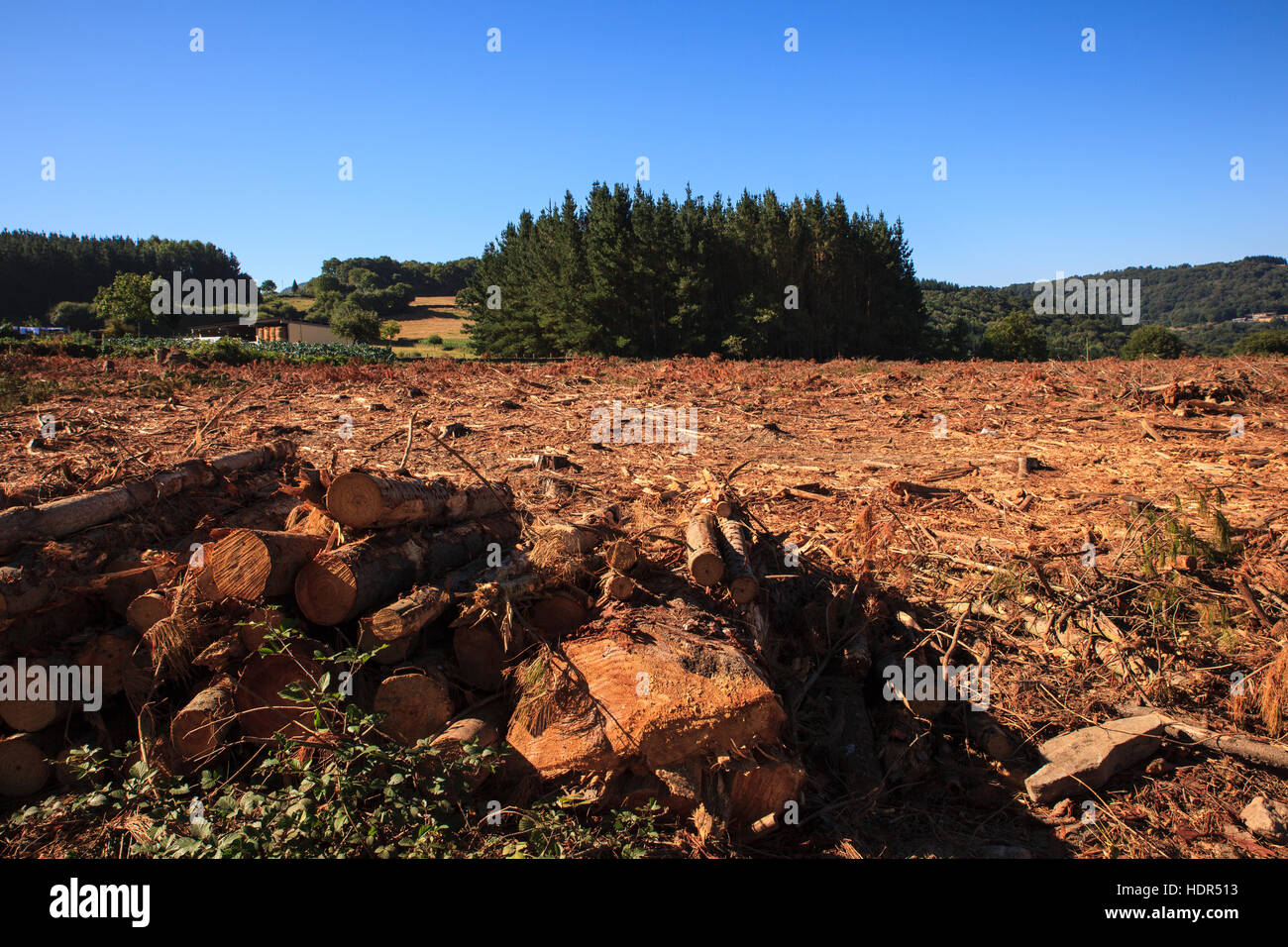 View of the deforestation in the spanish forest Stock Photo - Alamy