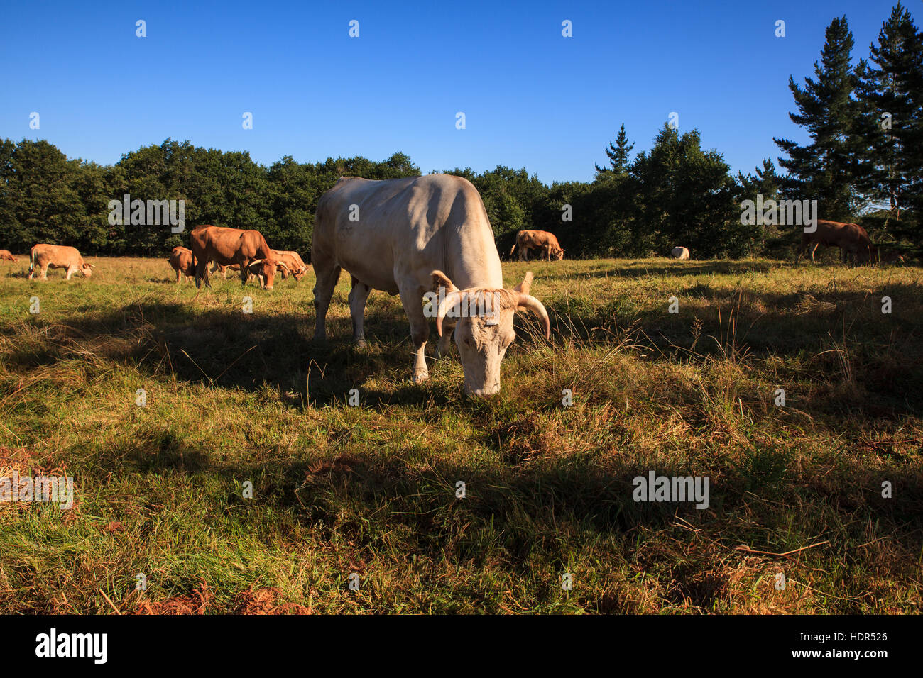 The cows grazing in the spanish countryside Stock Photo - Alamy