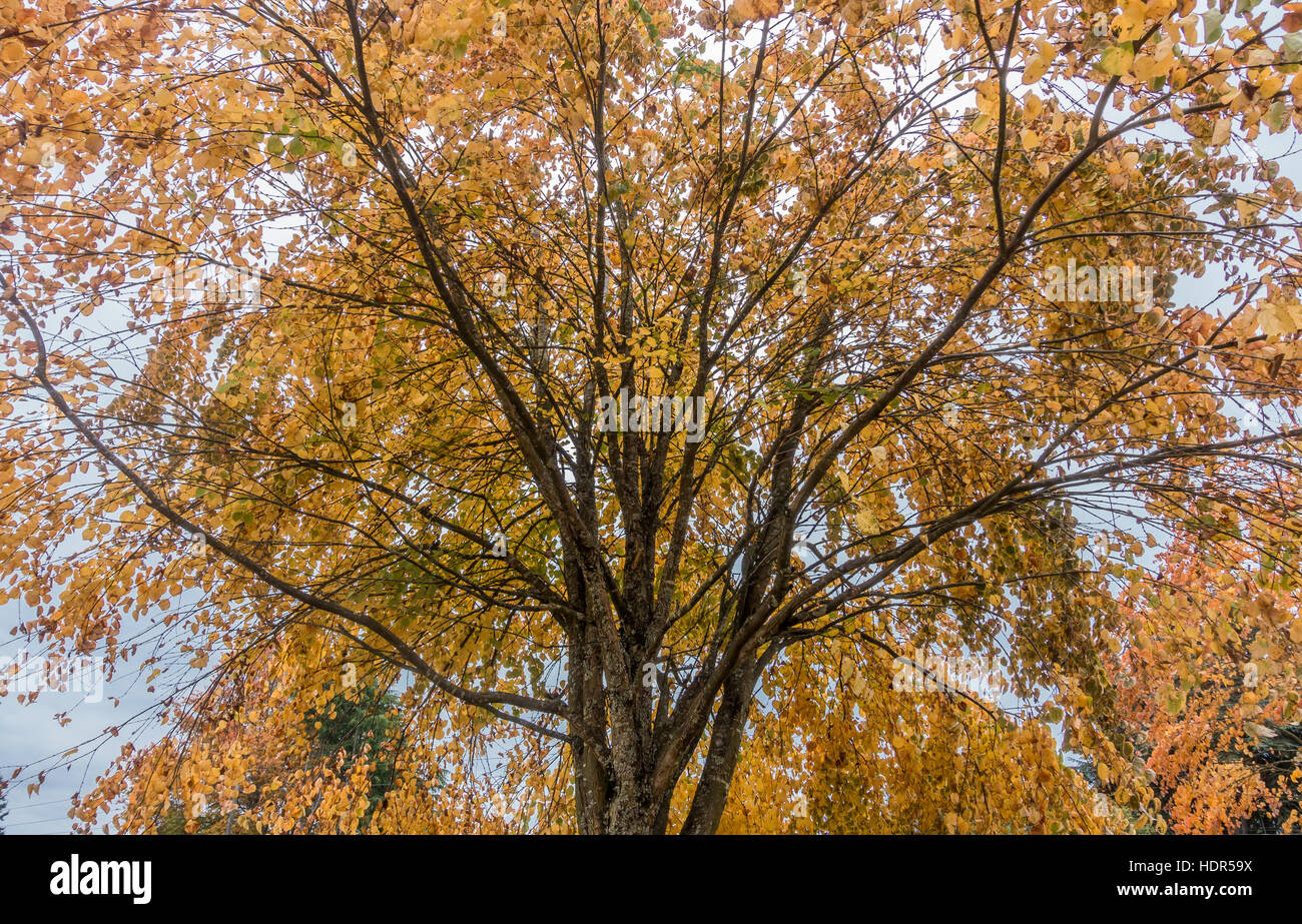 Golden fall colors burst forth from trees in Burien, Washington Stock ...
