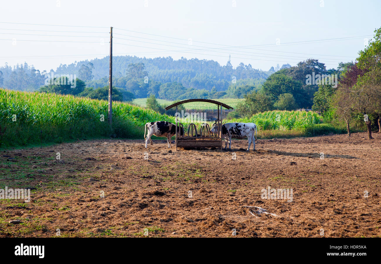 Cows on watering place in the spanish farm Stock Photo - Alamy