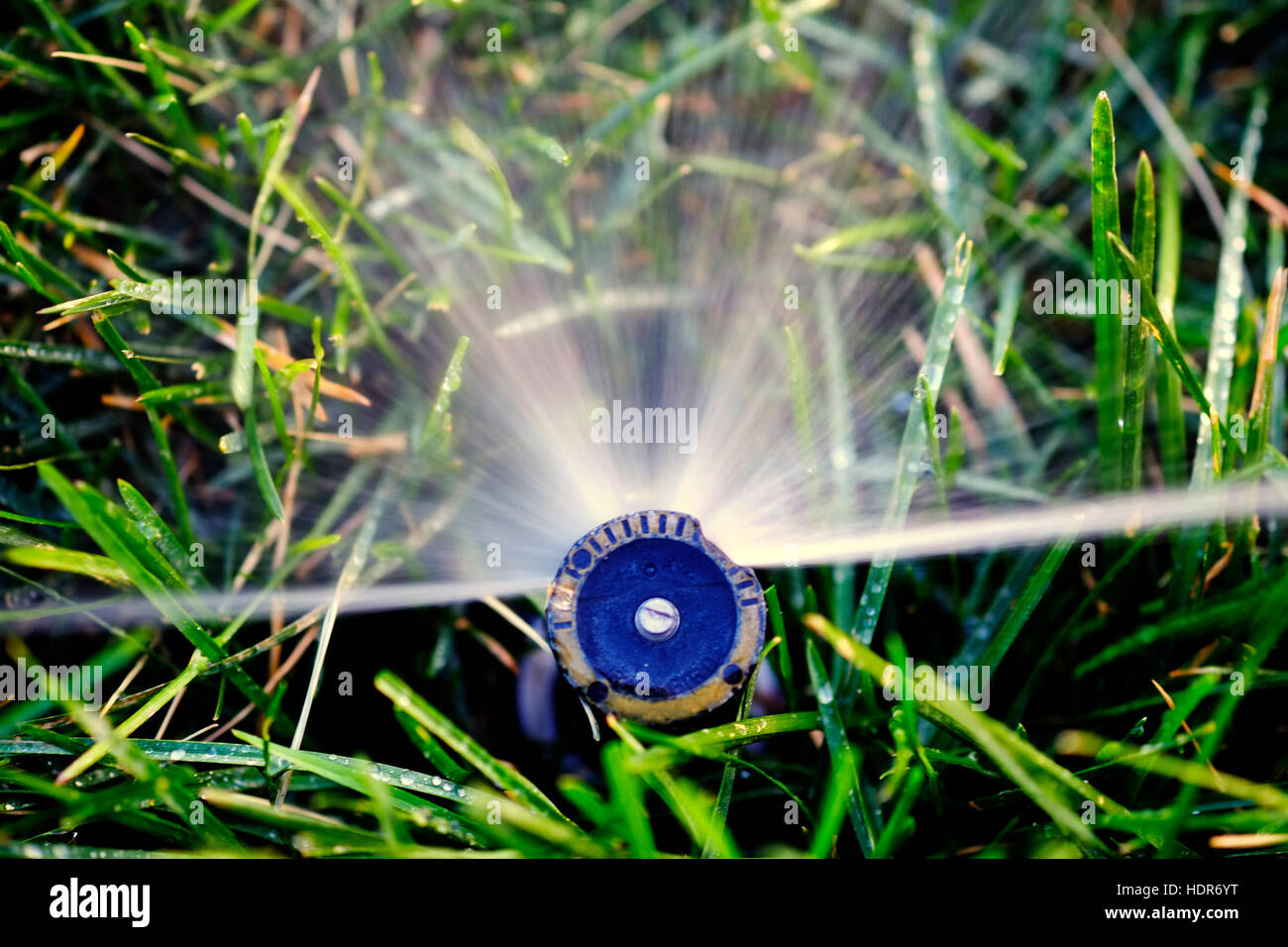 Sprinkler spraying water on grass lawn irrigation Stock Photo - Alamy