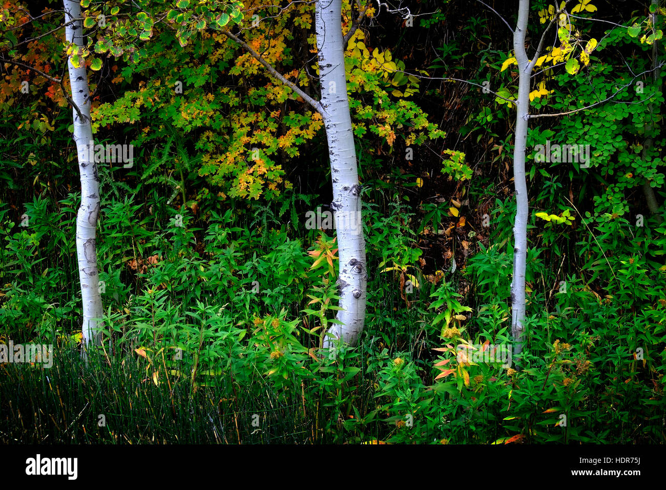 Forest of maple and birch trees in fall autumn Stock Photo - Alamy