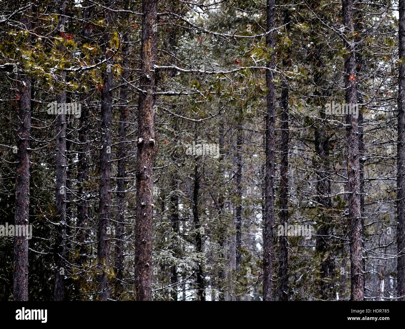 Snowflakes falling during winter storm hi-res stock photography and ...
