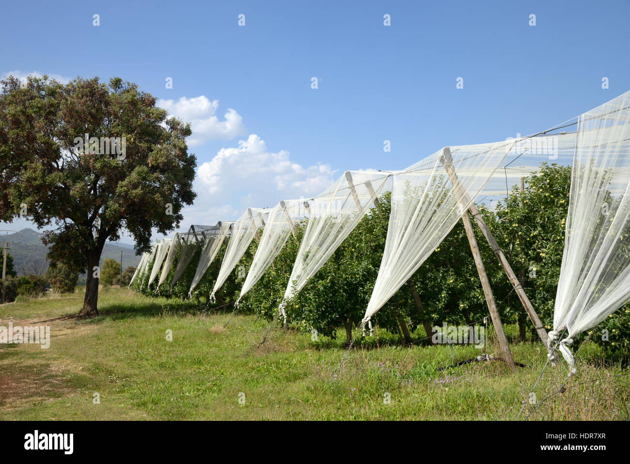 Intensive Fruit Production or Orchard with Crop Protection Nets in the ...