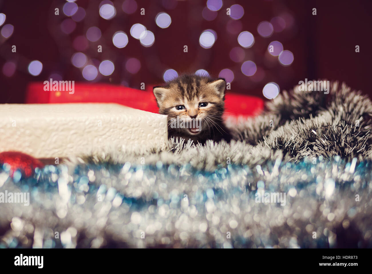 Mewing hi-res stock photography and images - Alamy