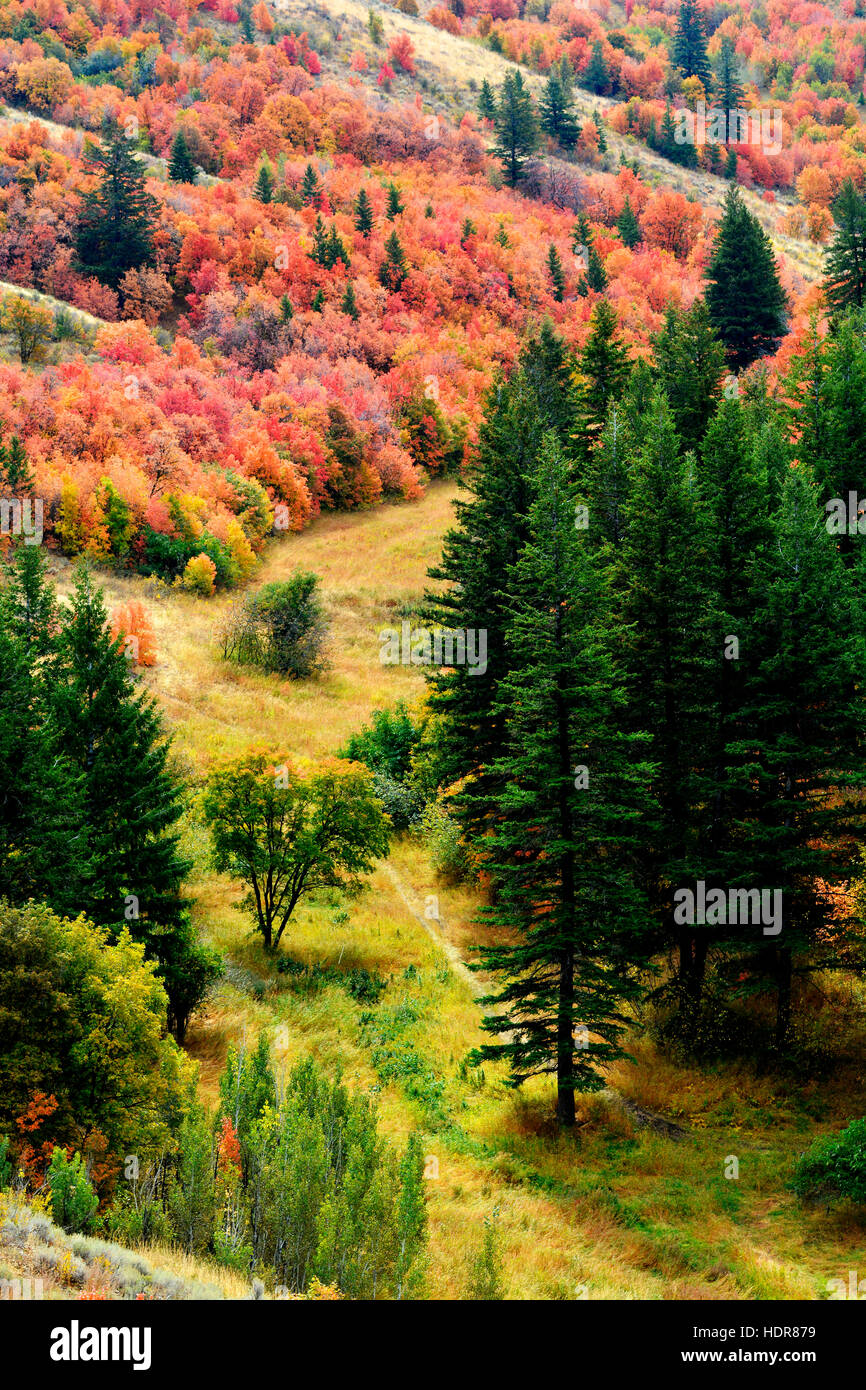 Forest of maple and pine trees in fall autumn Stock Photo - Alamy