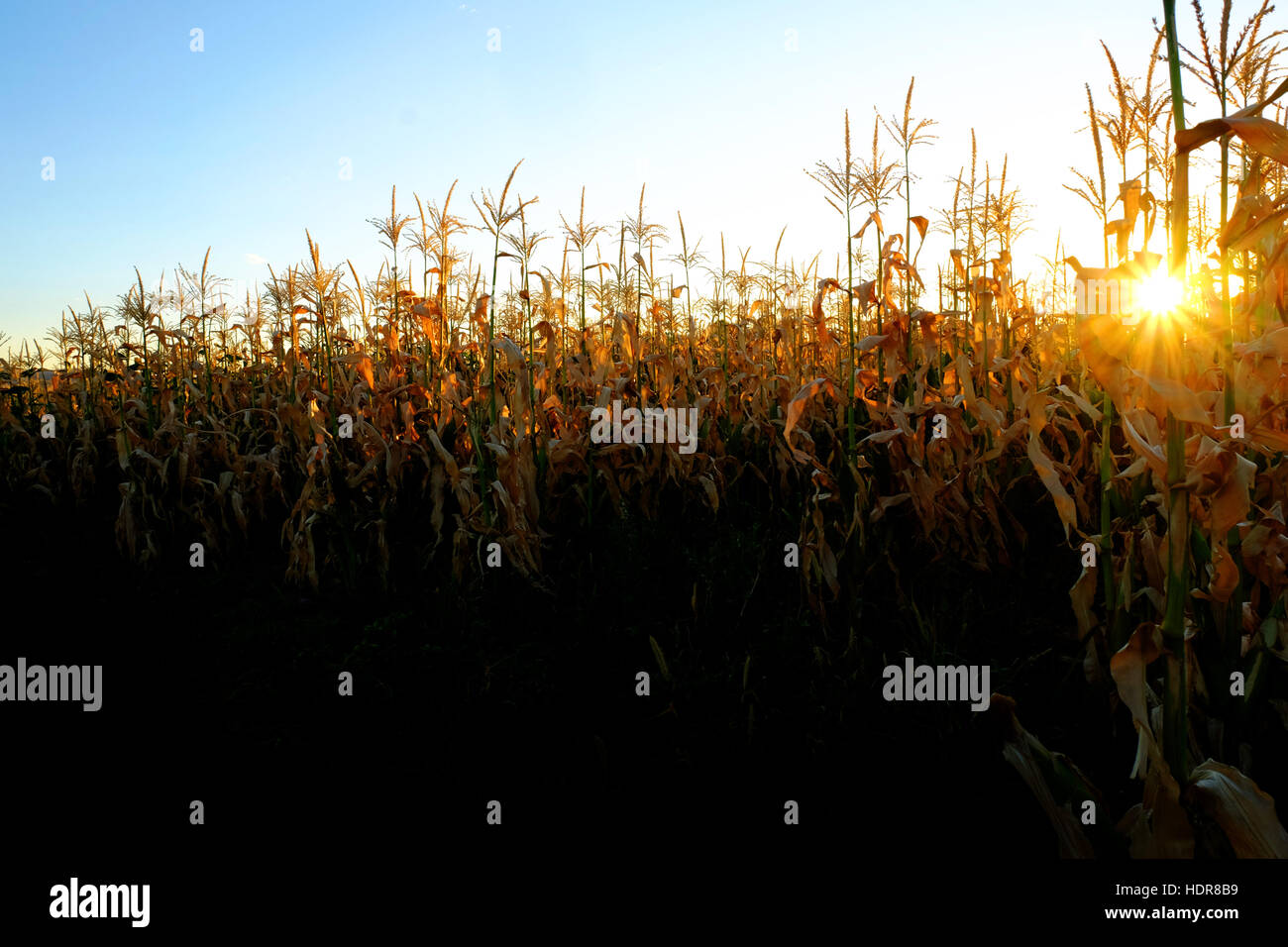 Corn Stalk in field of crops growing green and ready for harvest Stock ...