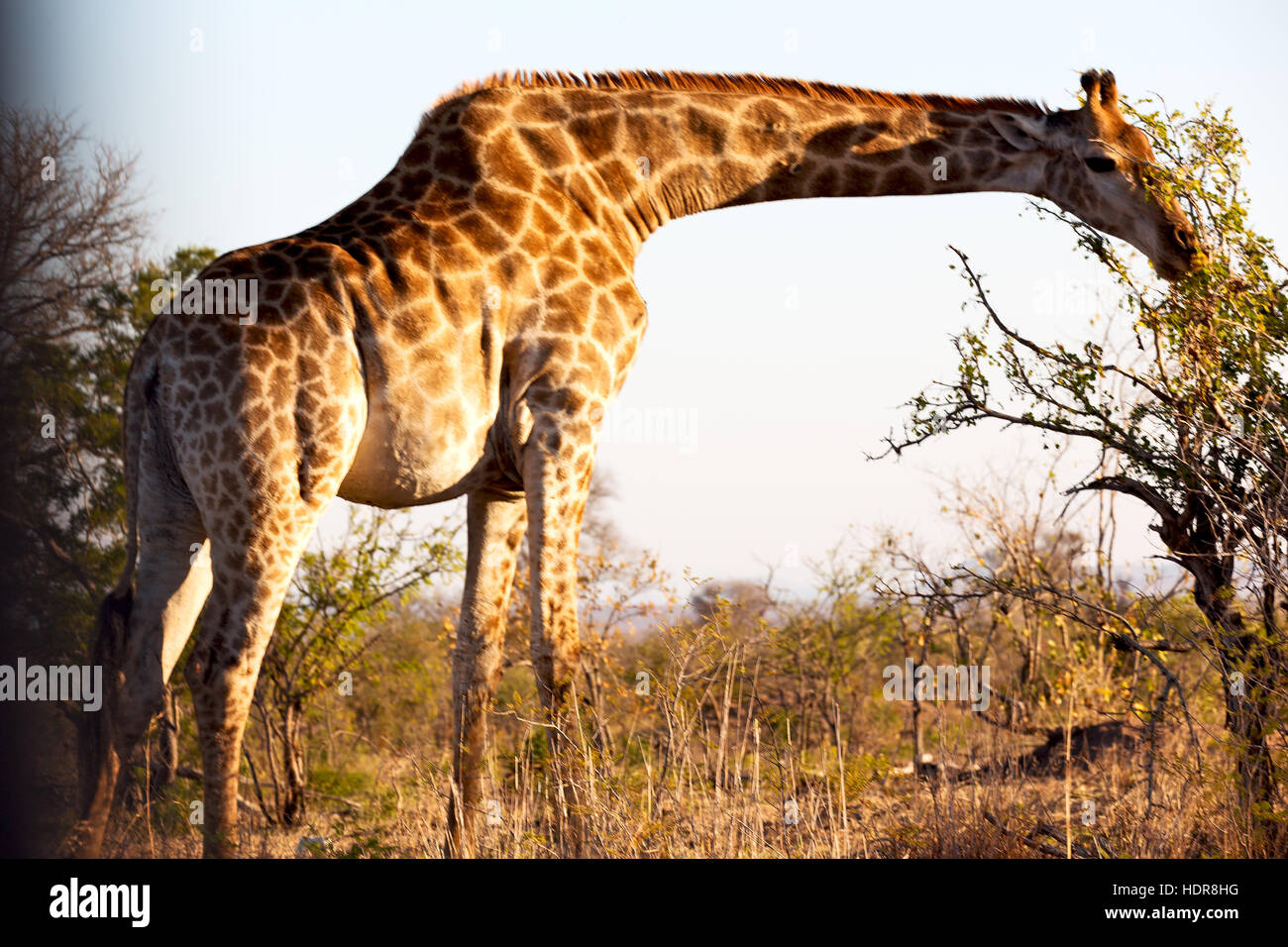 blur in south africa kruger wildlife nature reserve and wild giraffe ...