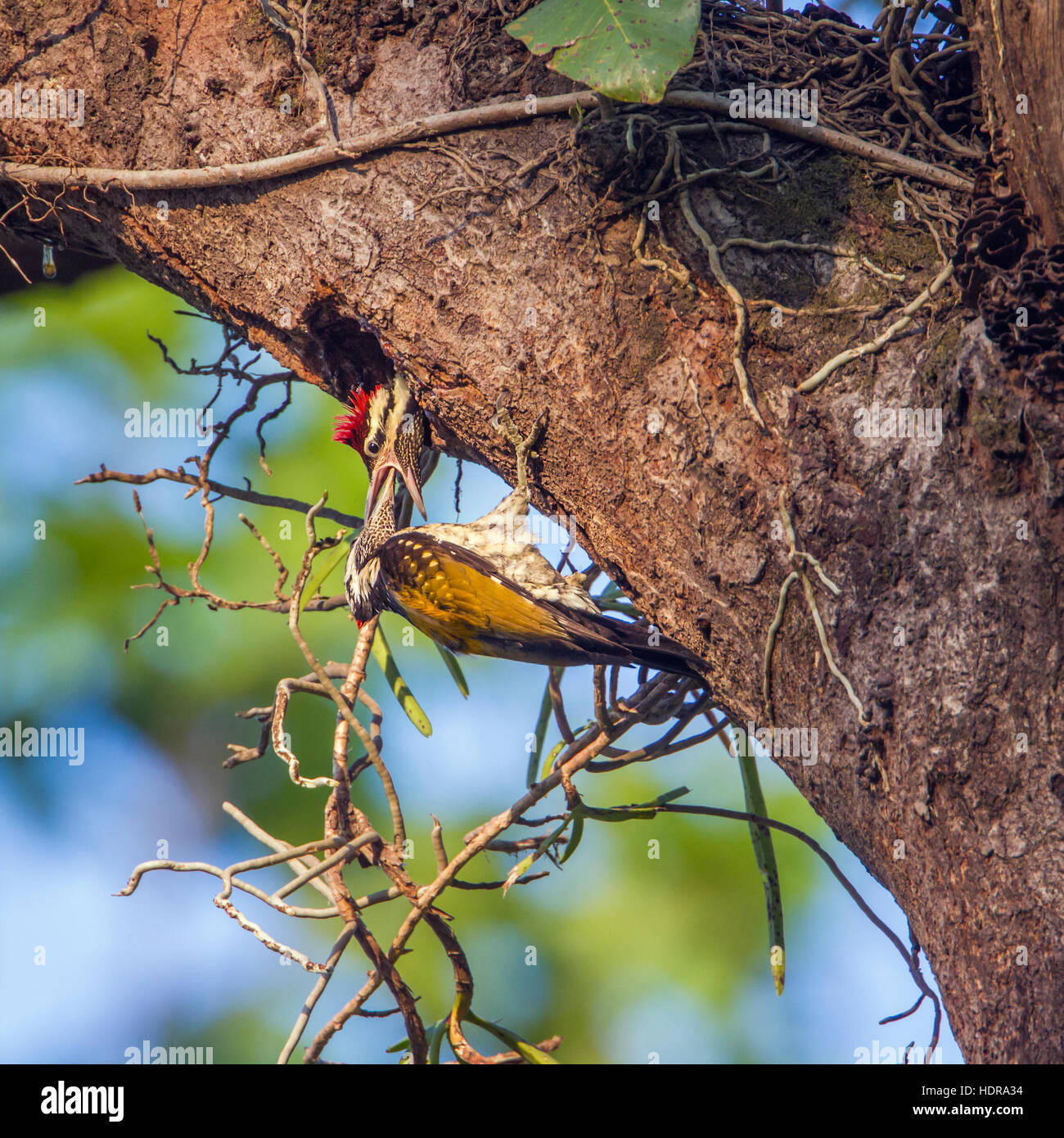 Black-rumped flameback in Bardia national park, Nepal ; specie Dinopium ...