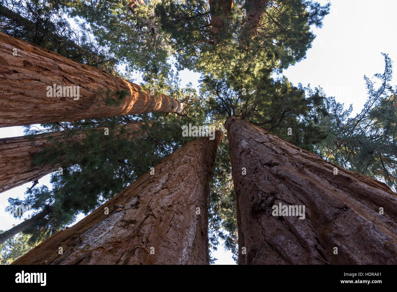 looking up perspective of a grouping of giant sequoias in the Sequoia ...