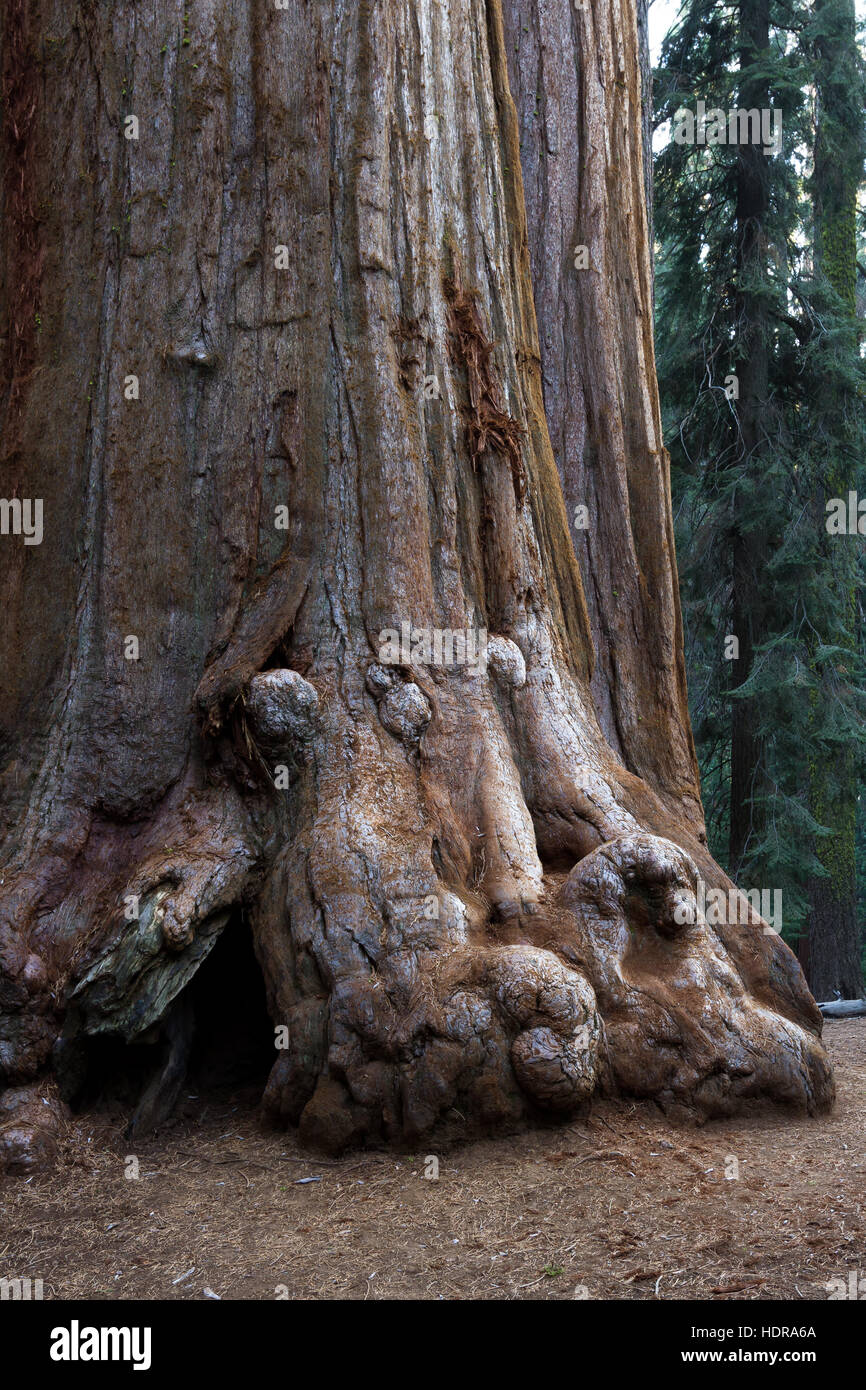 base of a giant sequoia tree with a orange brown color in the Sequoia ...