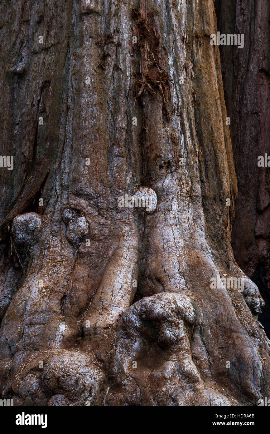 Single Redwood Tree