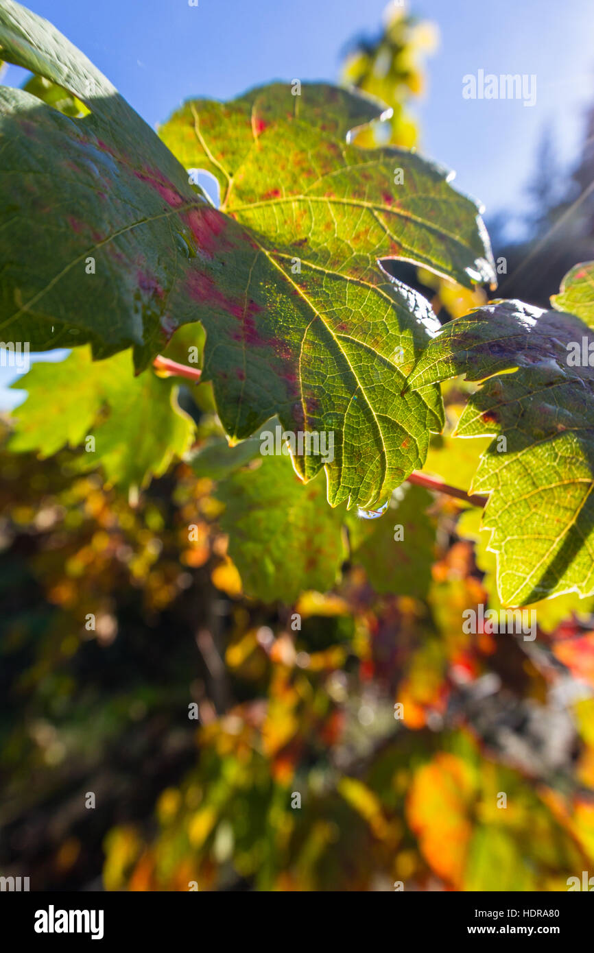 beautiful color changing grape leaves at a vineyard in California ...