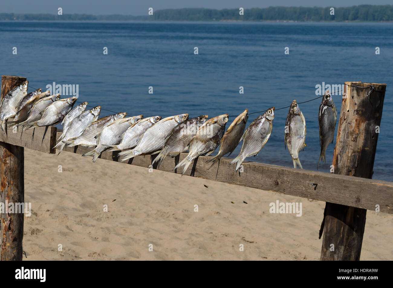 Fish volga hi-res stock photography and images - Alamy
