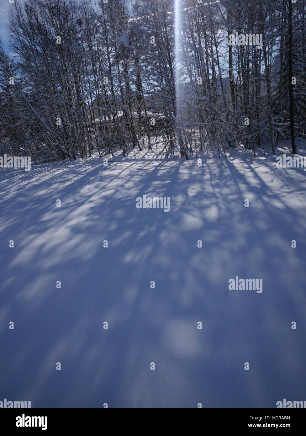 Snow covered path through trees with winter sun hi-res stock ...