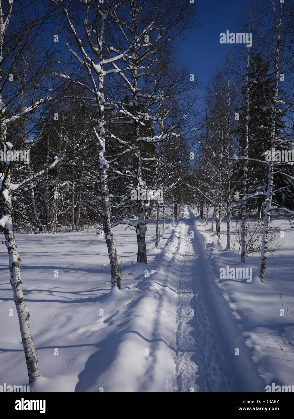 Snow covered path through trees with winter sun hi-res stock ...