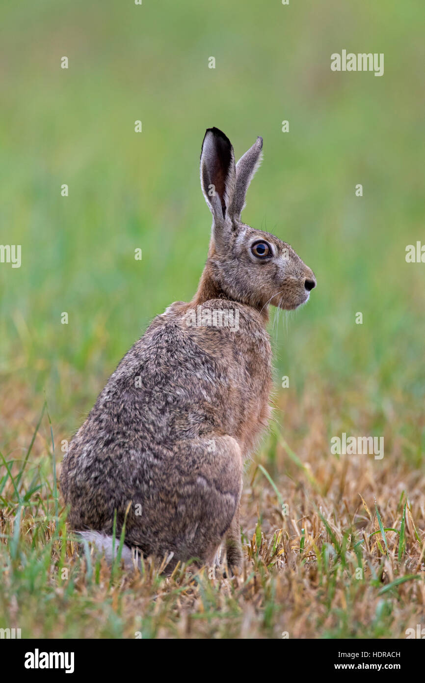 European Brown Hare (Lepus europaeus) sitting in grassland Stock Photo ...
