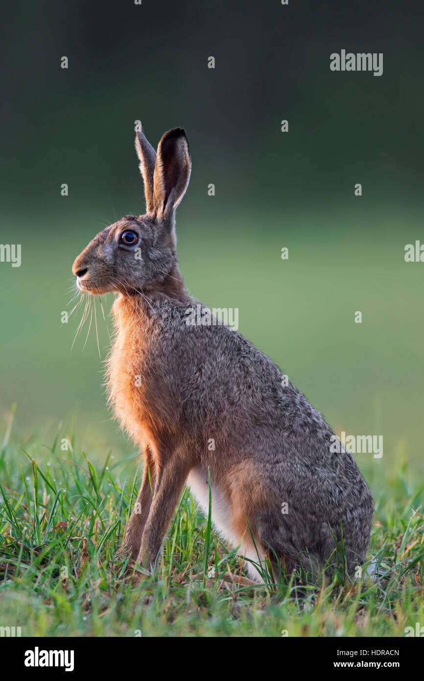 Female brown hare hi-res stock photography and images - Alamy