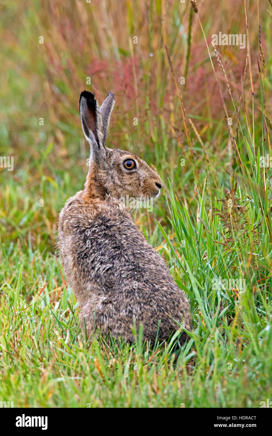 Field hares hi-res stock photography and images - Alamy