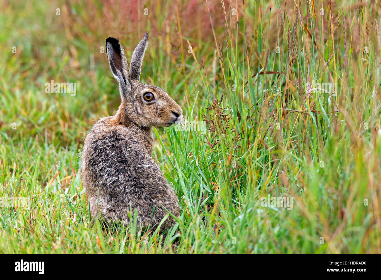 European Brown Hare (Lepus europaeus) sitting in meadow Stock Photo - Alamy