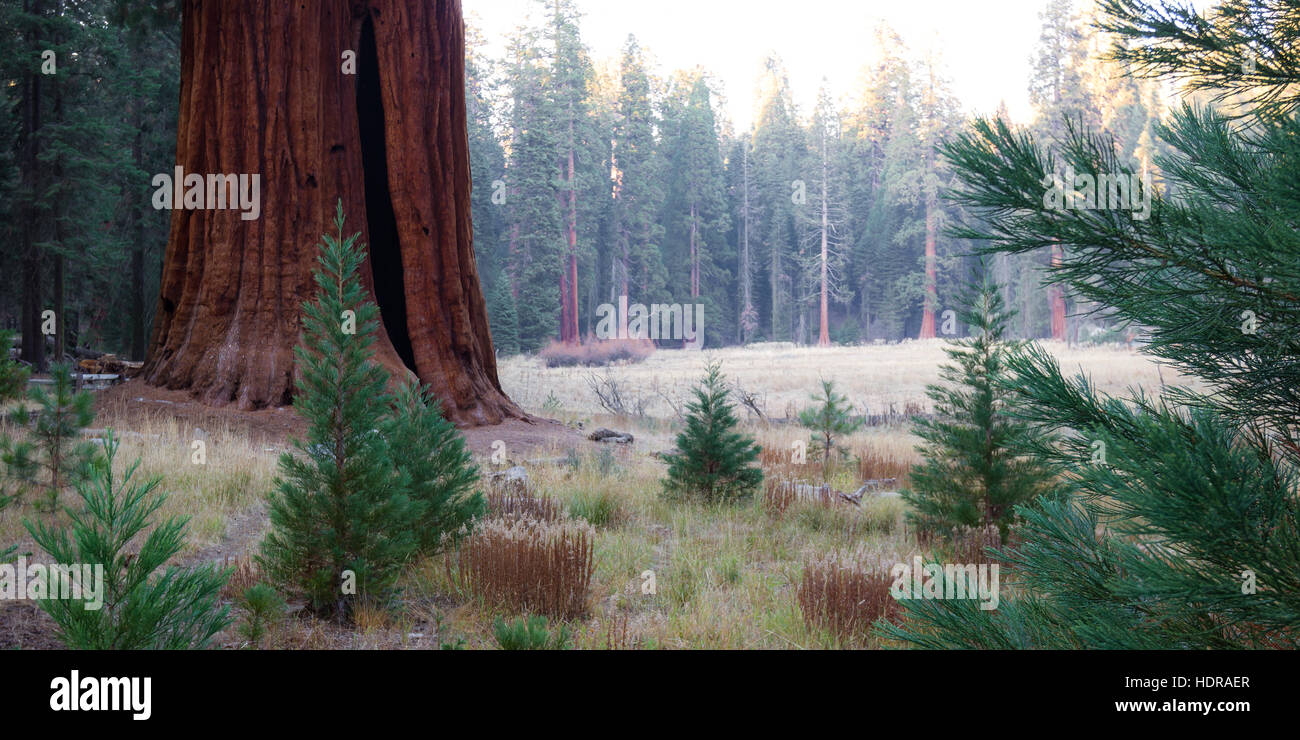 beautiful grove of giant sequoias with a bright brown or orange color ...