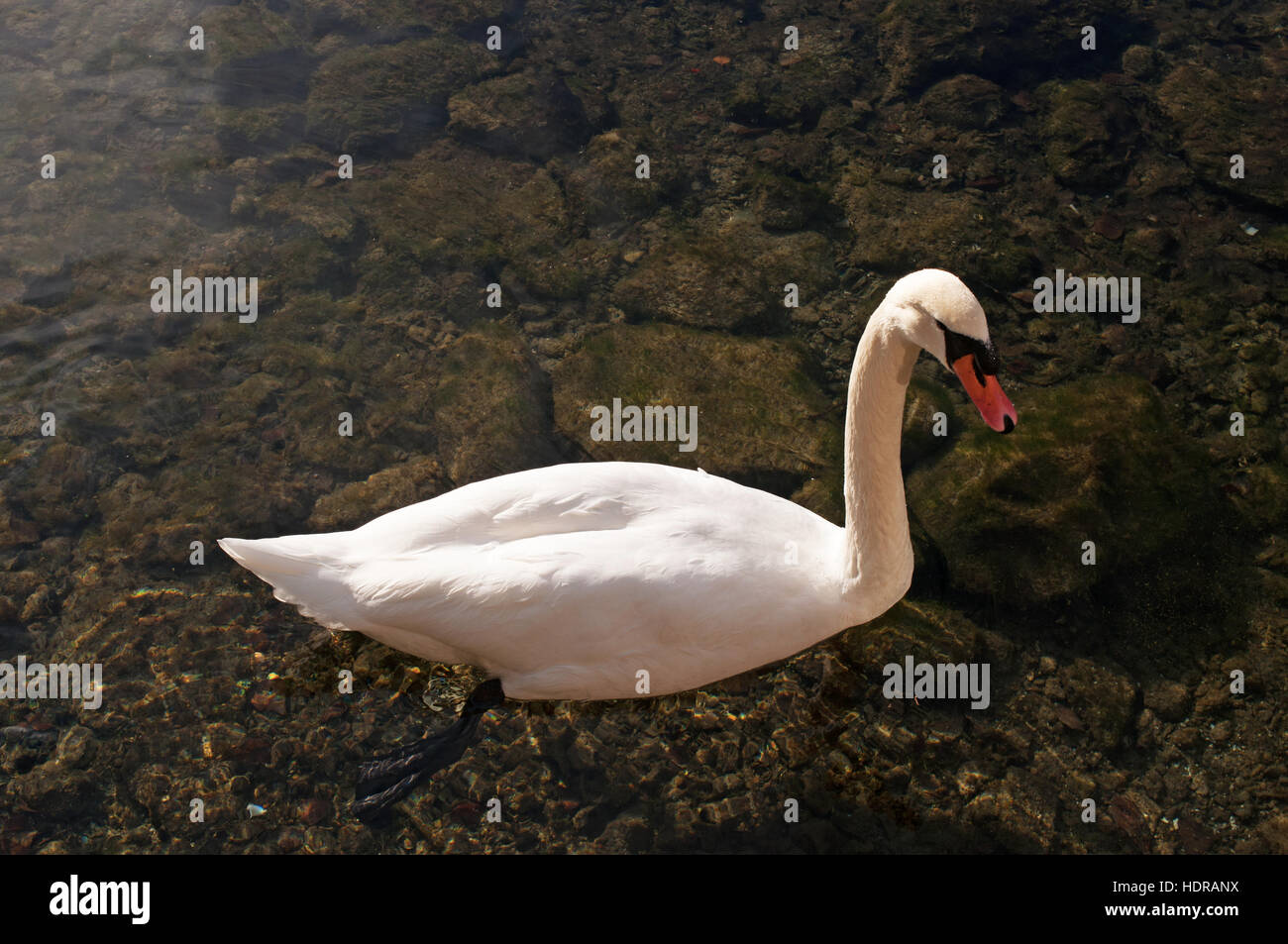 Switzerland, Europe: a swan in the clear waters of Reuss river in ...