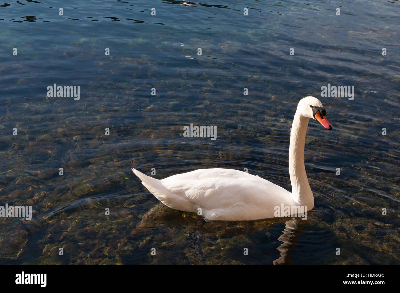 Switzerland, Europe: a swan in the clear waters of Reuss river in ...