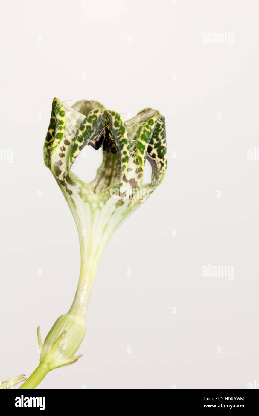 African lantern flower hi-res stock photography and images - Alamy