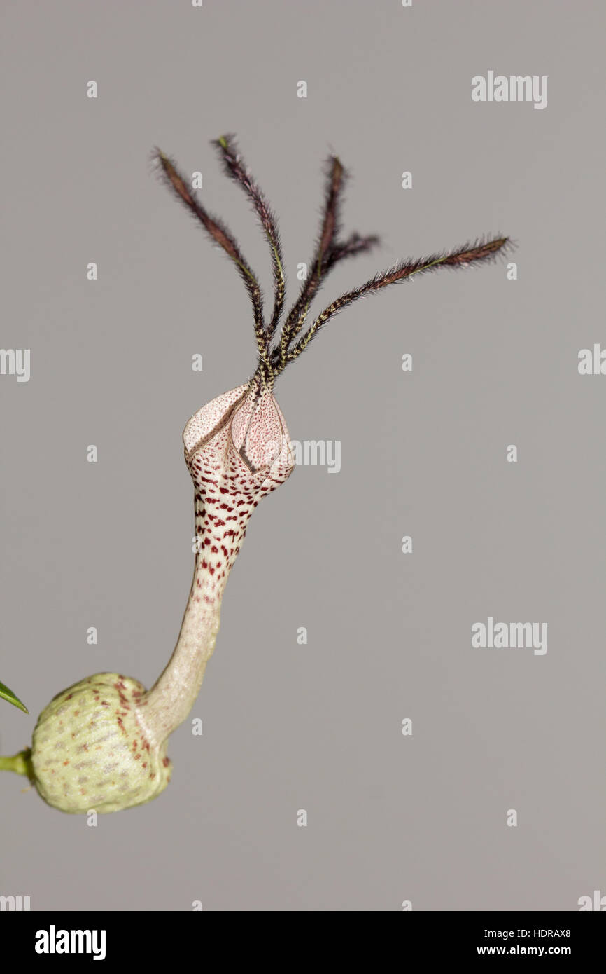 African lantern flower hi-res stock photography and images - Alamy