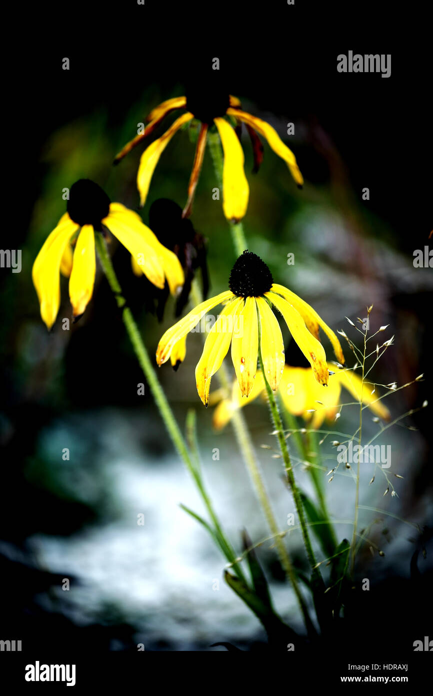 Douglas tickseed hi-res stock photography and images - Alamy