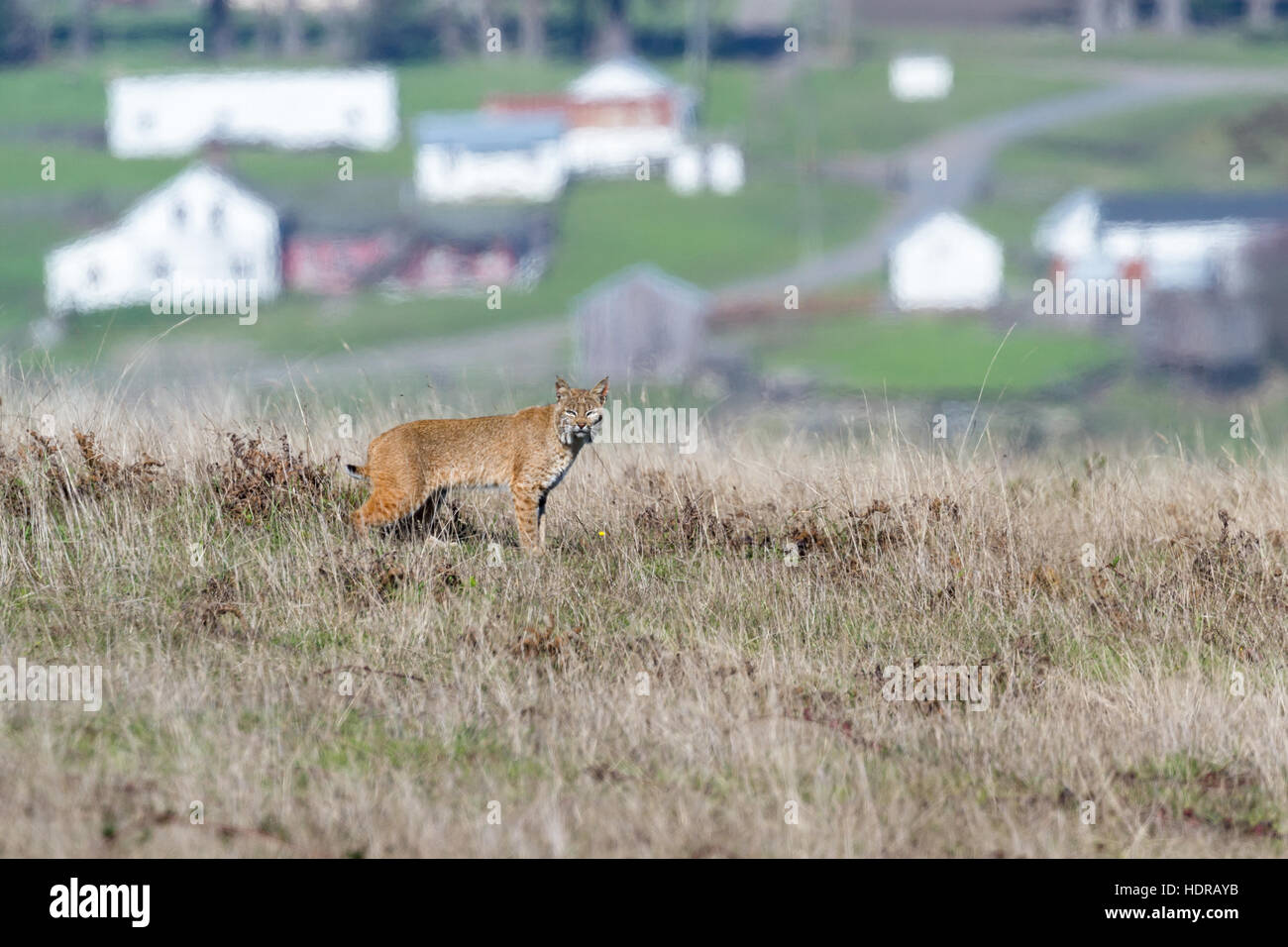 Bobcat california hi-res stock photography and images - Alamy